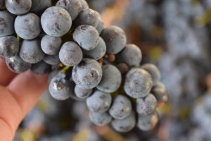 Autumn Wine Selection featuring Jason Stephens Winery - Living The Gourmet