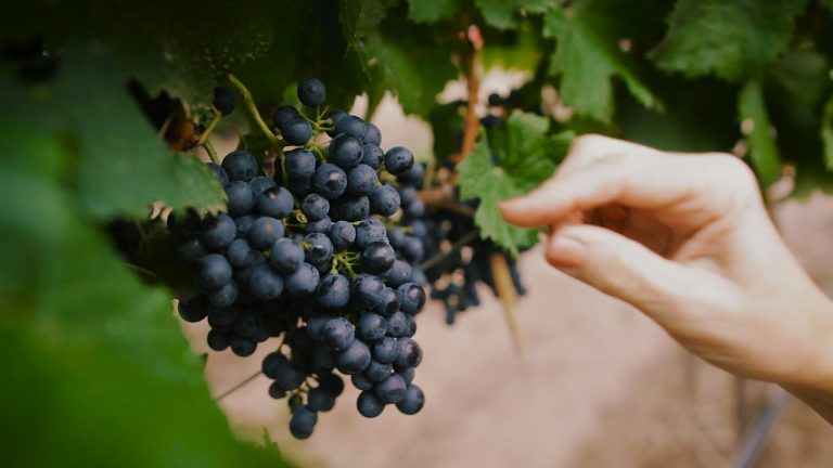 Malbec vs Merlot: Red Wine Guide (Key Differences) - Living The Gourmet