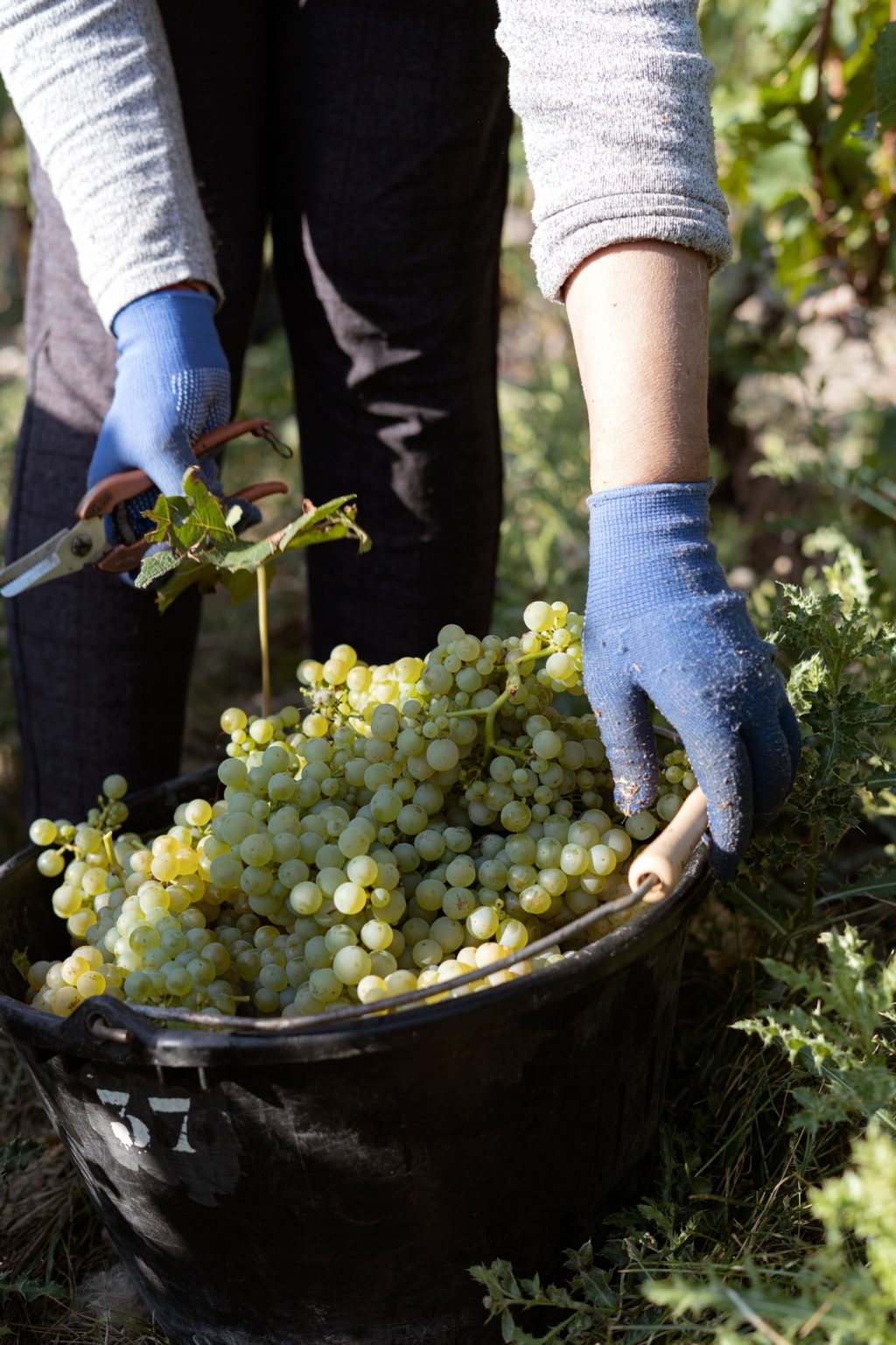 Pinot Grigio vs Chardonnay: White Wine Guide - Living The Gourmet