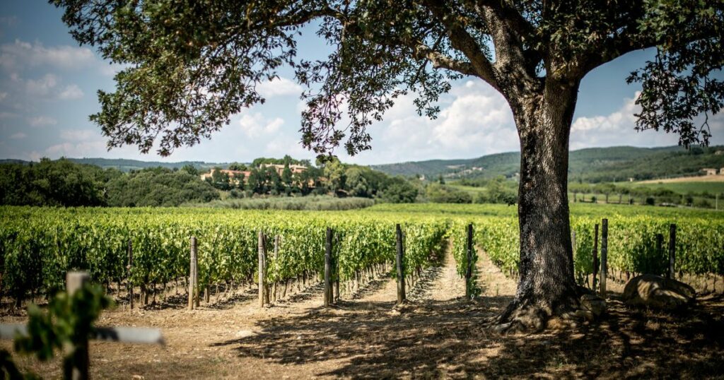 Introducing the Vitiarium Collection Part II: Pugnitello Toscana IGT ...